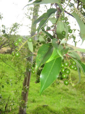Naturaleza Viva: Capuli (Prunus serotina)