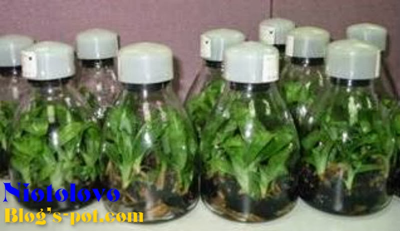 Bercocok Tanam Secara Kultur Jaringan - Niotolovo