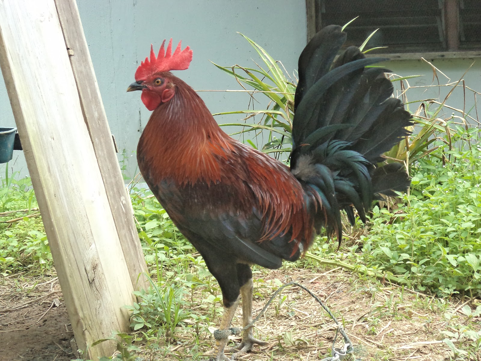 Sarawak Gamefowl Farm: Black Mark
