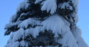 Northwest Conifer Connections: How Do Conifers Survive the Snow?