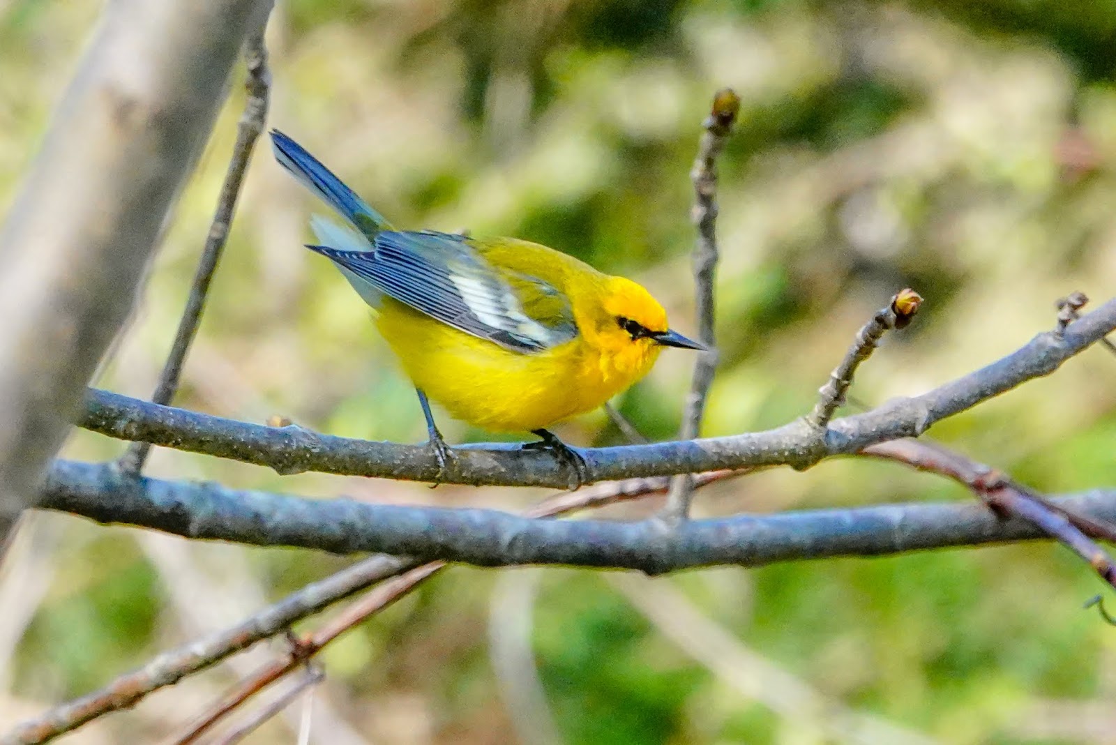 Gale's Photo and Birding Blog: Blue-winged Warbler