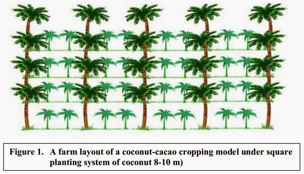 Pinoy Chocophile: Intercropping Coconut and Cacao
