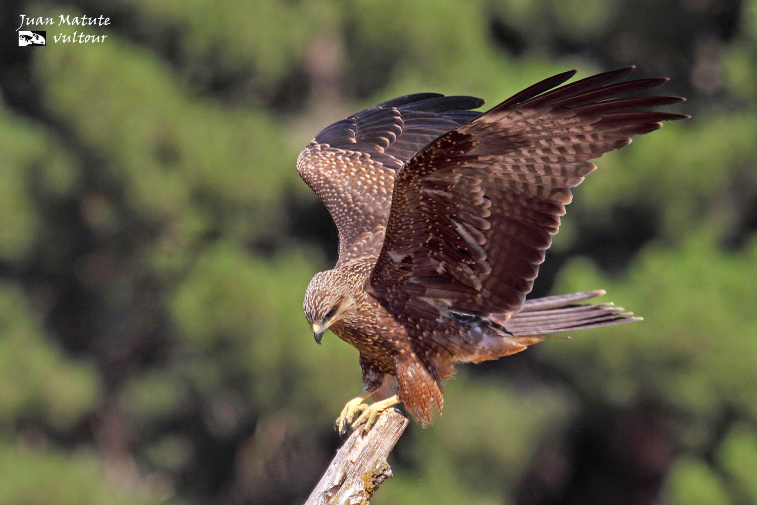 Milanos negros y demás rapaces