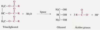 Entendendo o processo da Lipólise ~ Acadhemia