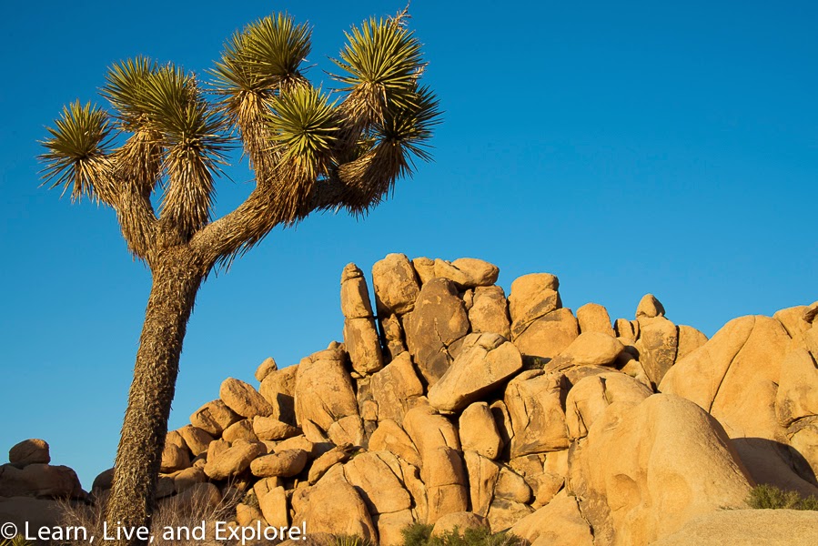 Joshua Tree National Park ~ Learn, Live, and Explore!