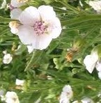 PLANTAS E FRUTOS MEDICINAIS E AROMATICOS: MALVARISCO GARGANTA