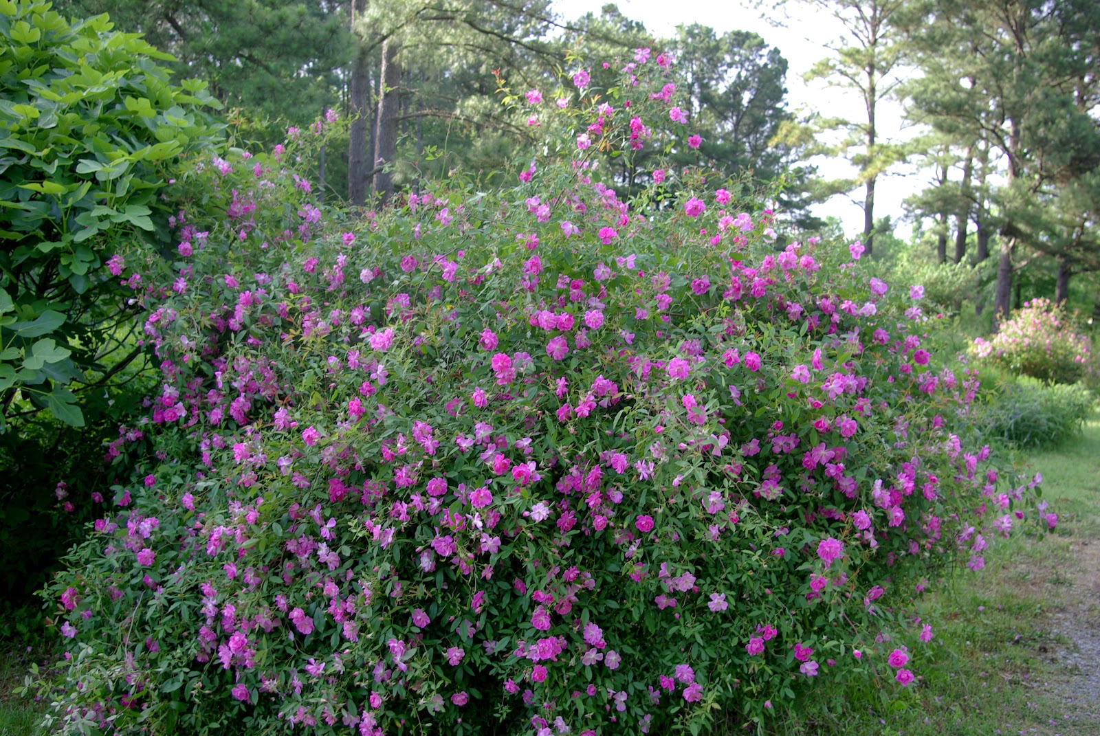 sweetbay: In honor of this beautiful spring-like day...