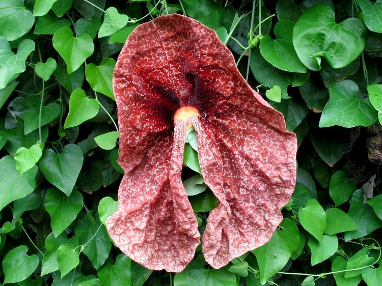 El Jardinero, plantas y flores: Papo pavo grande