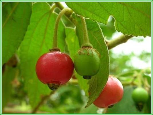 Teryata buah & daun Kersen (buah seri) Sangat Bermanfaat untuk ...