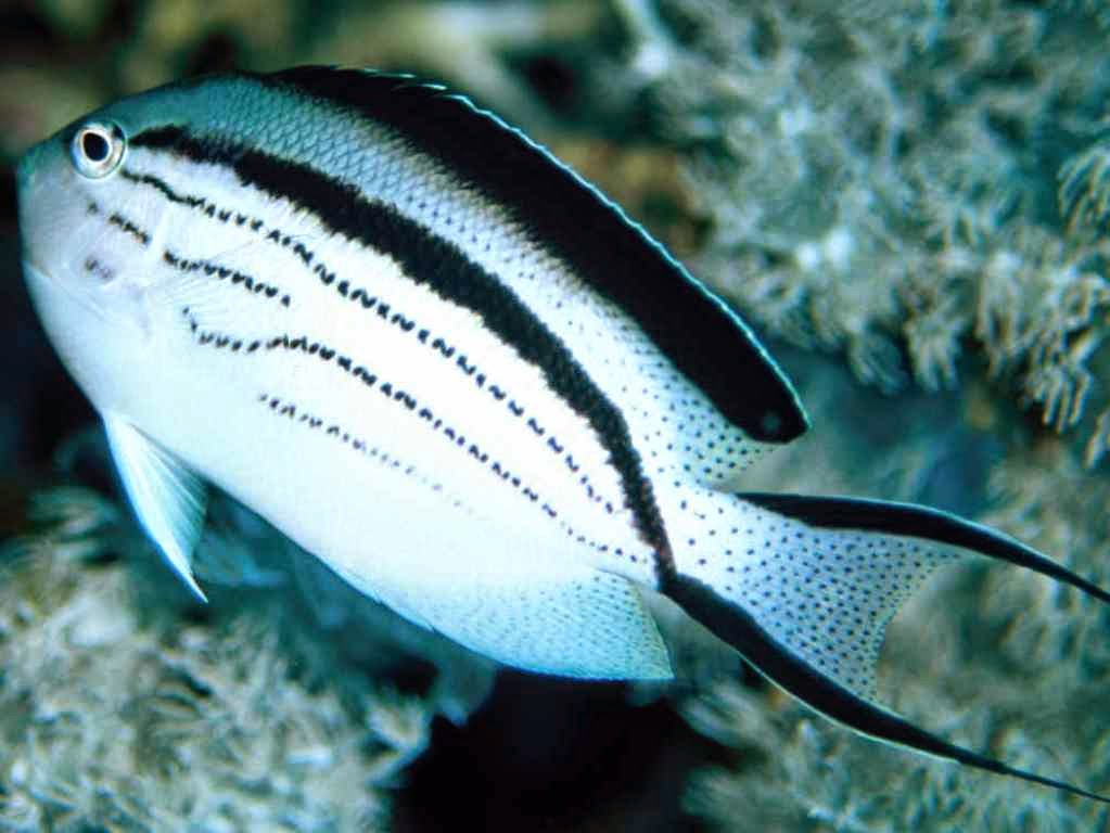 Angelfish - Ikan Angel