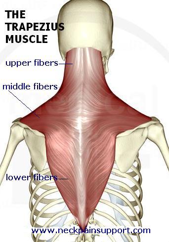 beautyqueenuk: My Trapezius is throbbing!