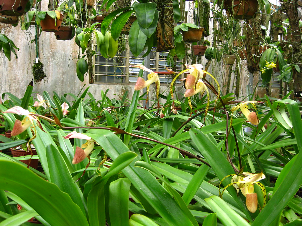 Paphiopedilum stonei orchid plant care and culture | Travaldo's blog