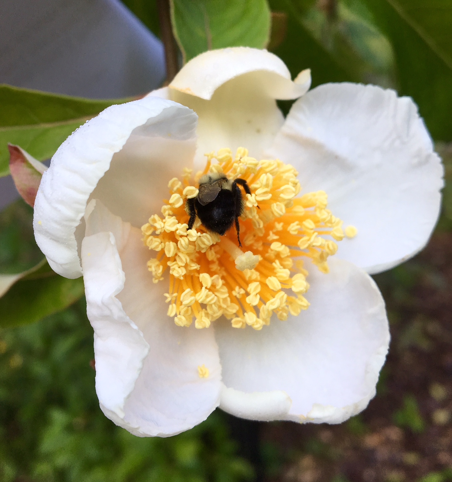 Discovering a Secret of the Franklinia alatamaha Tree