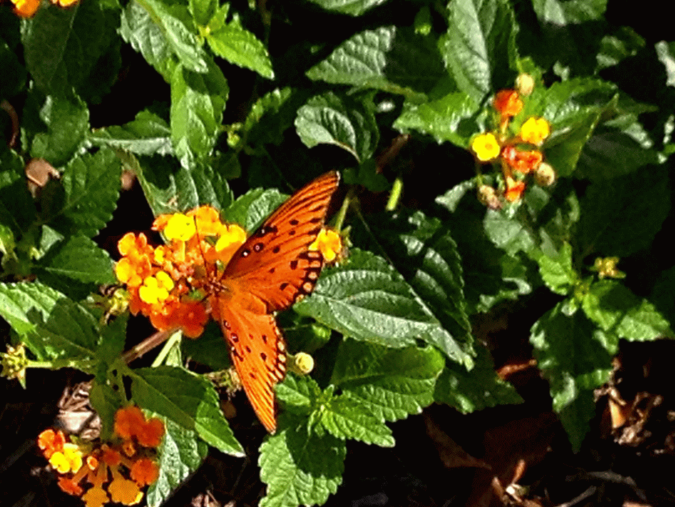 Butterflies Flying Gif Goodbye