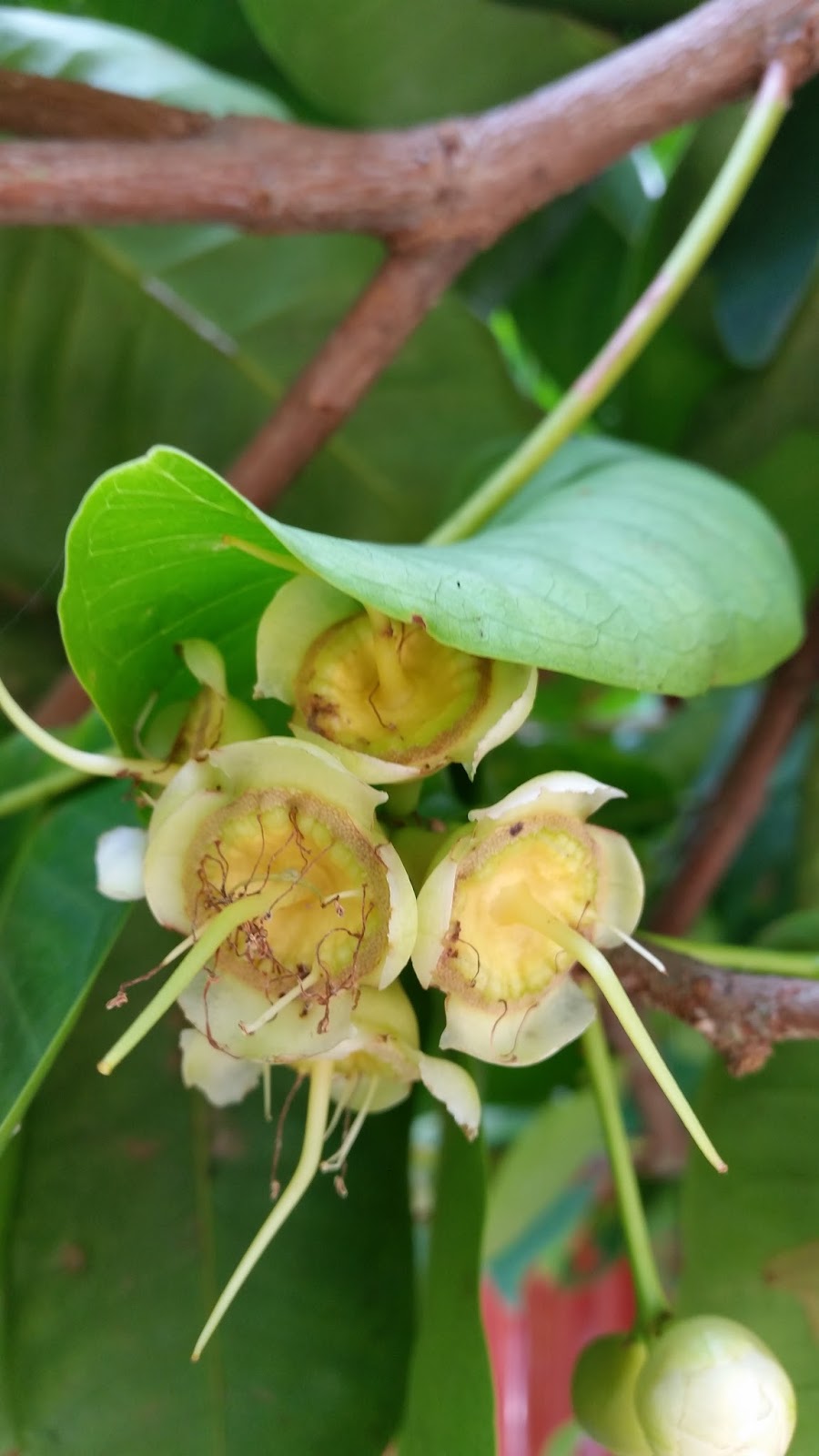 Warisan Petani: WW 45: Bunga Jambu Air