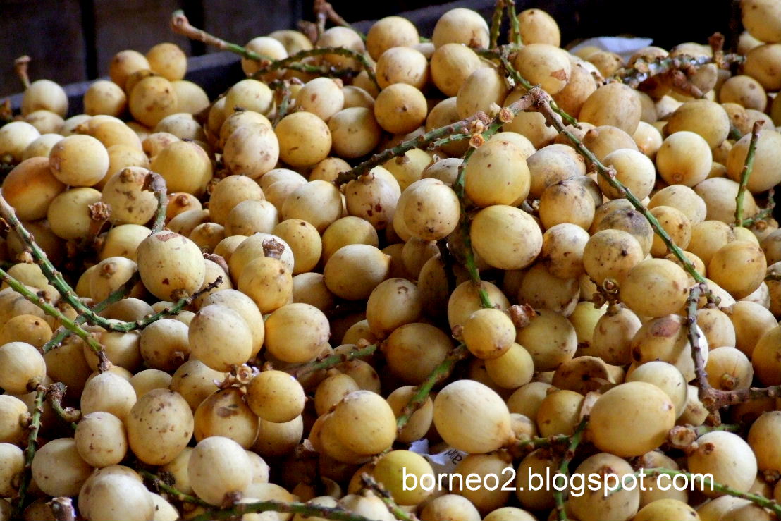 Borneo Island, Awaken To A Different World: Lansium_domesticum (Langsat)