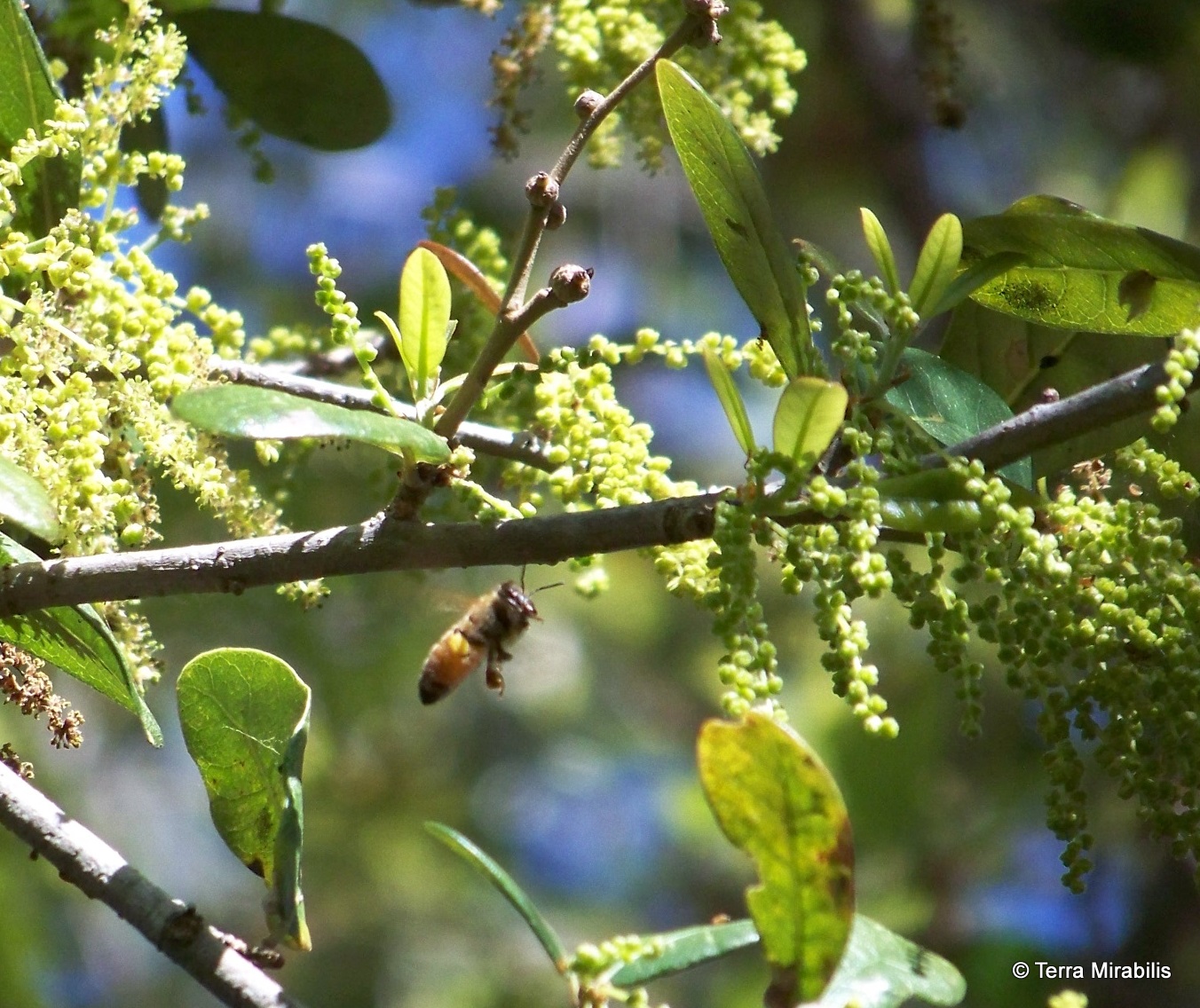 Terra Mirabilis: Oak and mango blossom