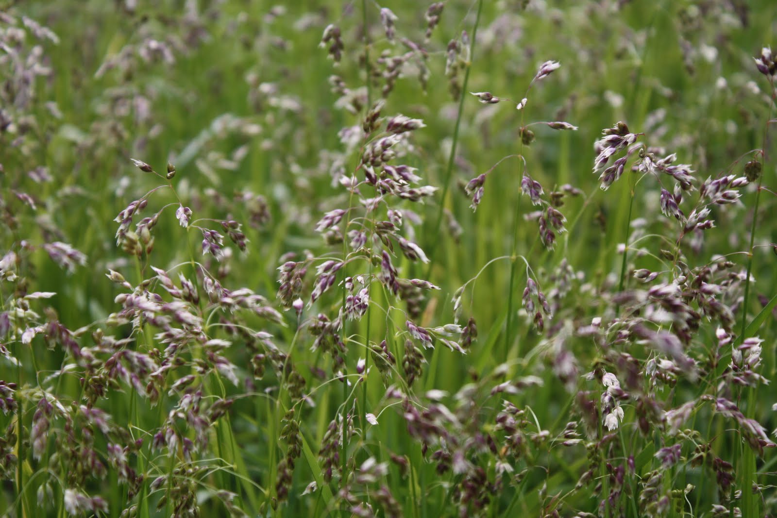 MIDWEST GROUNDCOVERS Display Gardens & Plant Trials: Midwest Natural ...