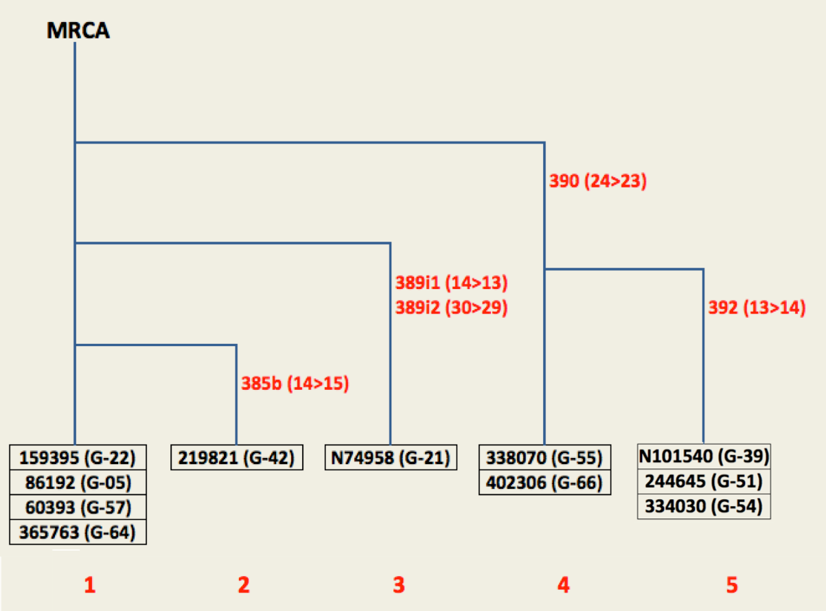 The Gleason / Gleeson DNA Project: Building a Mutation History Tree ...