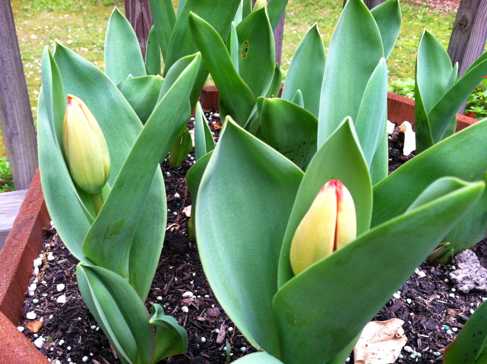 Two Sisters Gardening: Growing Tulips in Pots