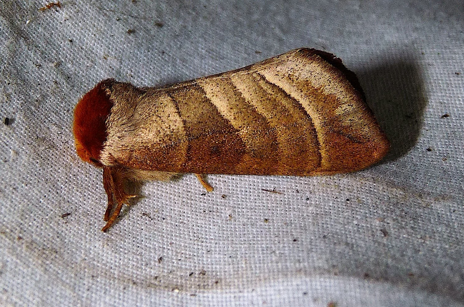 Field Biology in Southeastern Ohio: Prominent Moths of Ohio part 2