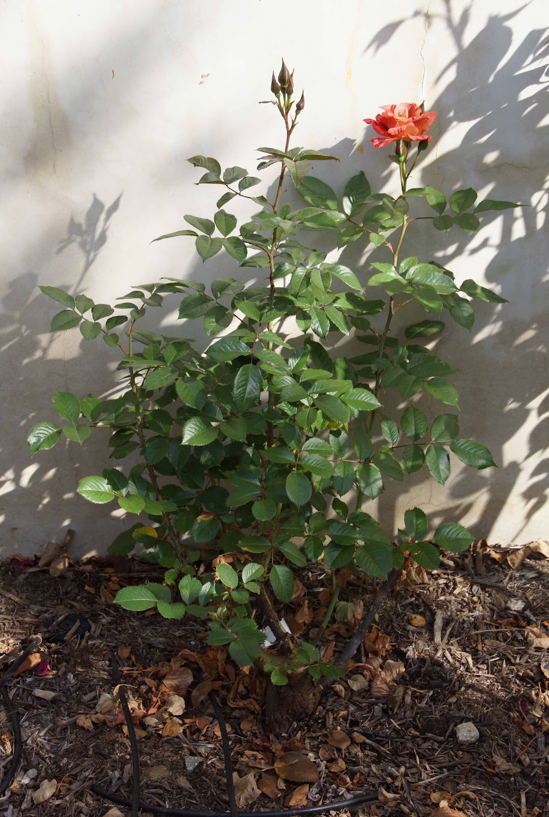 Rose 'Tropical Lightning'