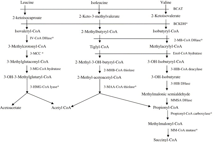 Maple Syrup Urine Deficiency: Metabolic Pathway of MSUD