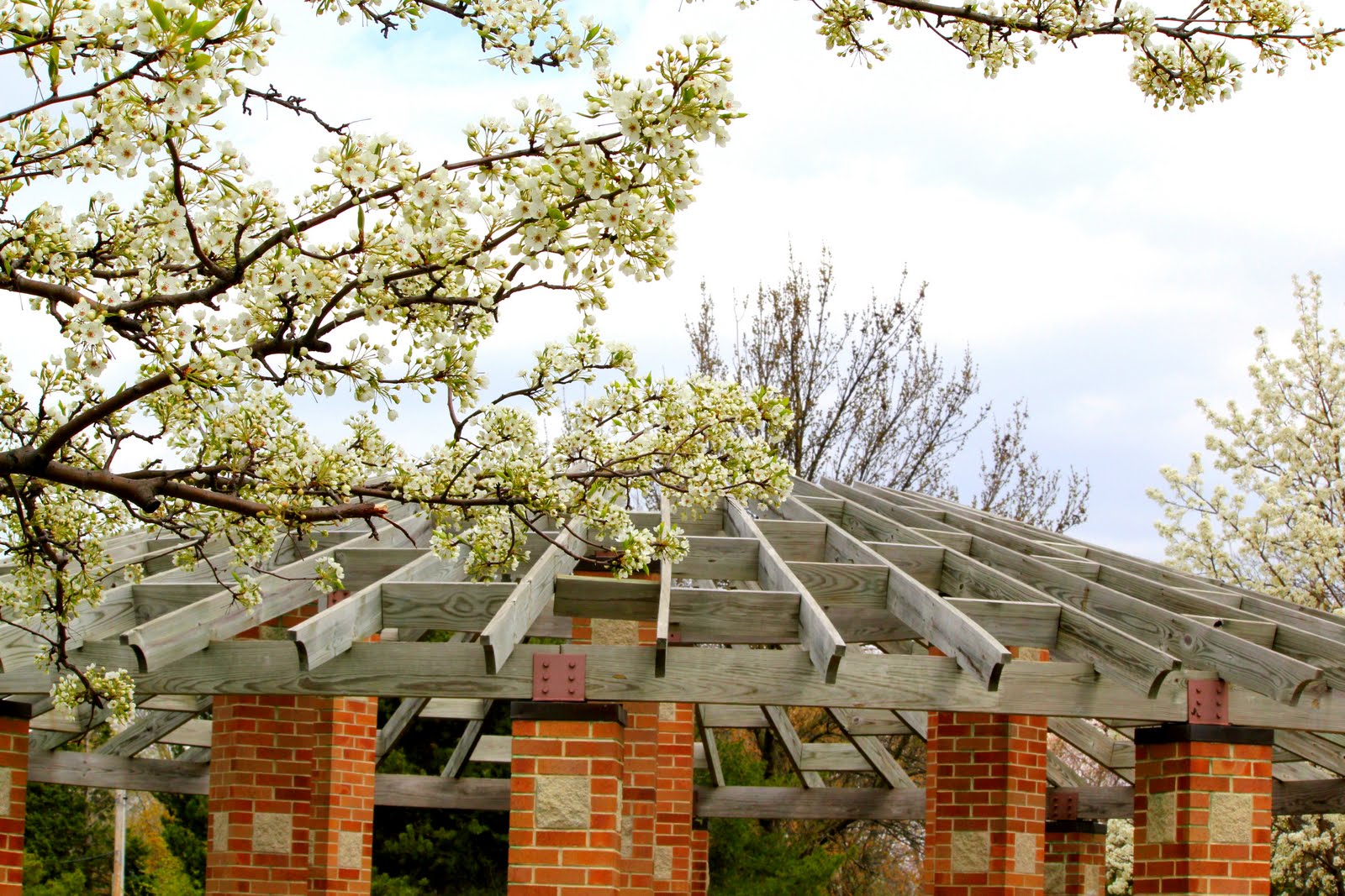 Between Chicago and India: Day 189 : Roof of Flowers