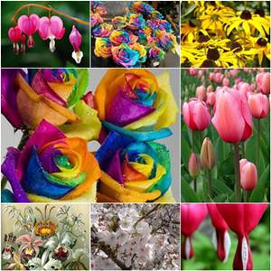 7 Bunga Tercantik di Dunia Versi News7 | News7