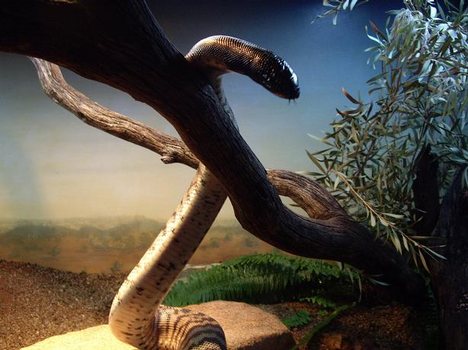 Animals World: black cobra pictures