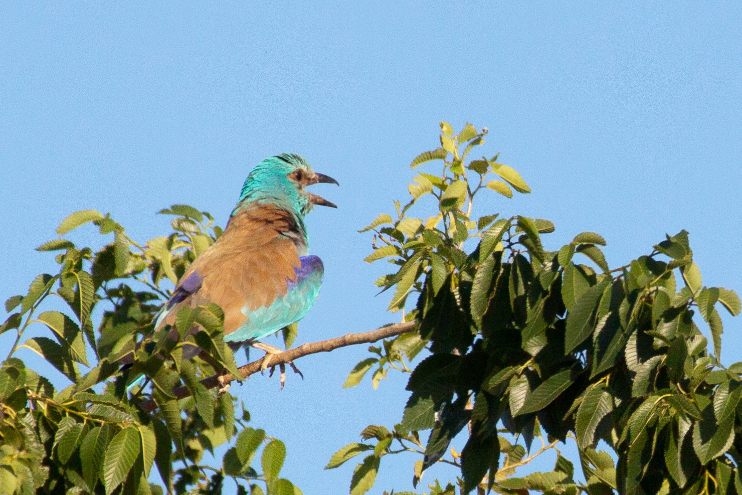 Fotografía y Naturaleza en Doñana: Carraca -Ave del Año 2012-