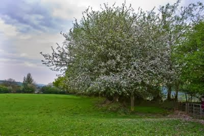 Trees Planet: Malus sylvestris - Crab Apple