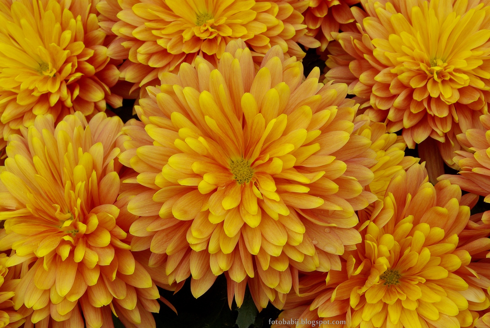 Zdjęcia 4K: Chryzantema wielkokwiatowa Champ Dendranthema x ...