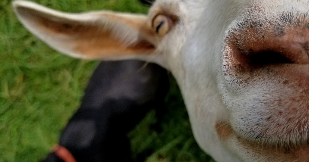 Nosy goat | Ocean of Maya