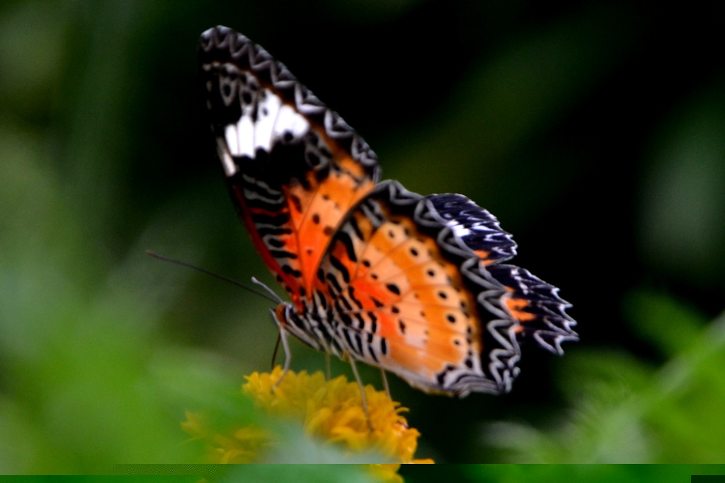 My little vegetable garden: Butterfly so beautiful, "lacewing"