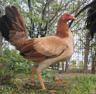 CUIDADO CON EL MAREK EN GALLOS DE PELEA