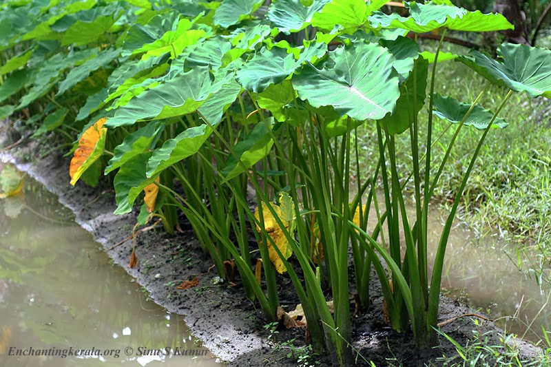 F L O R A: Talas atau Keladi