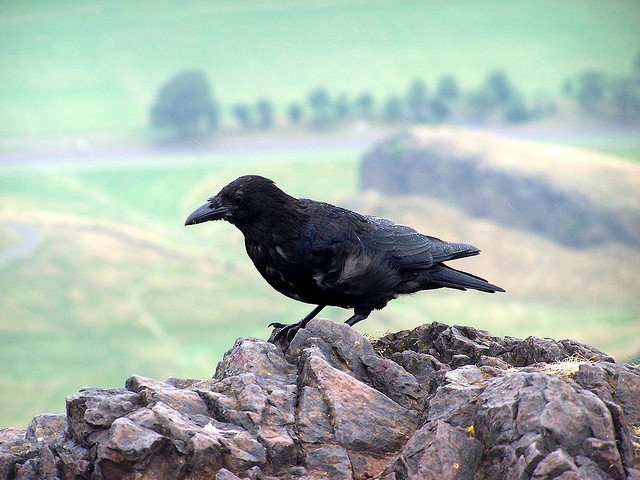 8 Photos Of The Beautiful Bird : Crow | The Life in The World