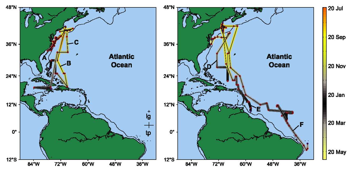 The Fisheries Blog: Tracking Sharks in the Space Age