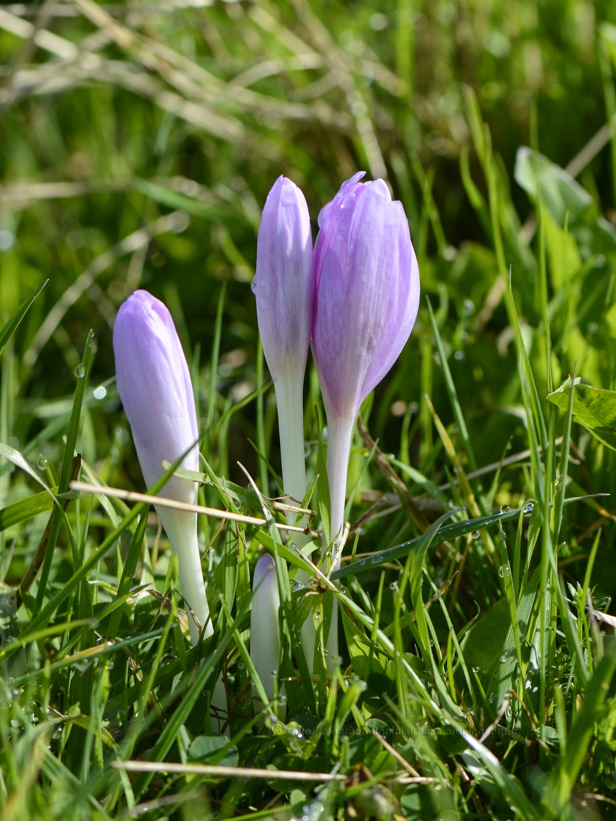 Macrophoto plaisir passion: Colchique d'automne, Colchicum autumnale