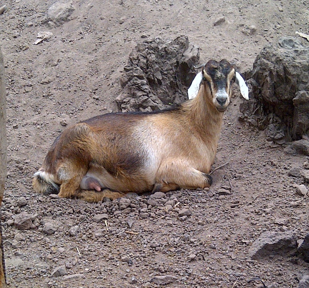 Unexpected Farmer: Fattest goat in history