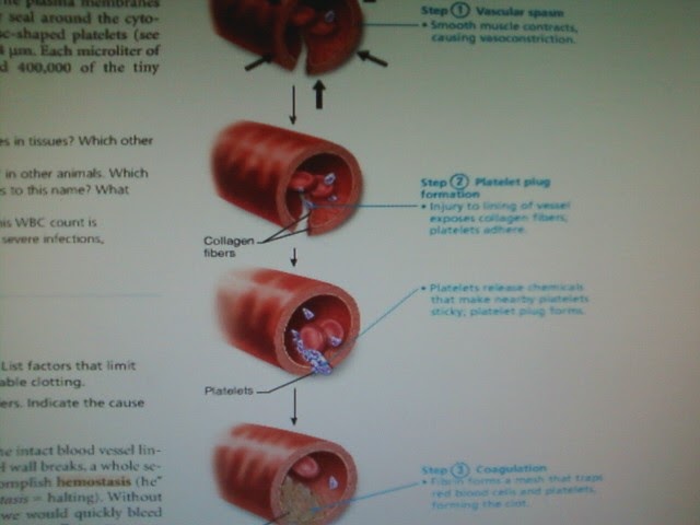 A&PII Eportfolio: Objective 22: Blood Clotting Process