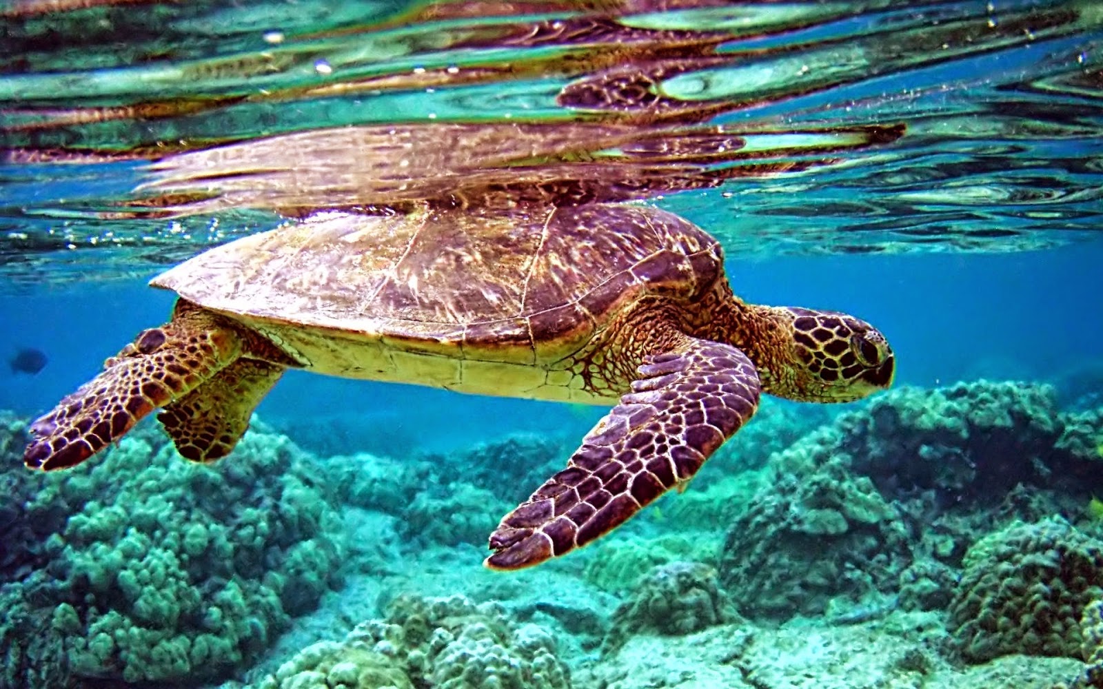 Sea Turtle - HD Wallpapers | Earth Blog