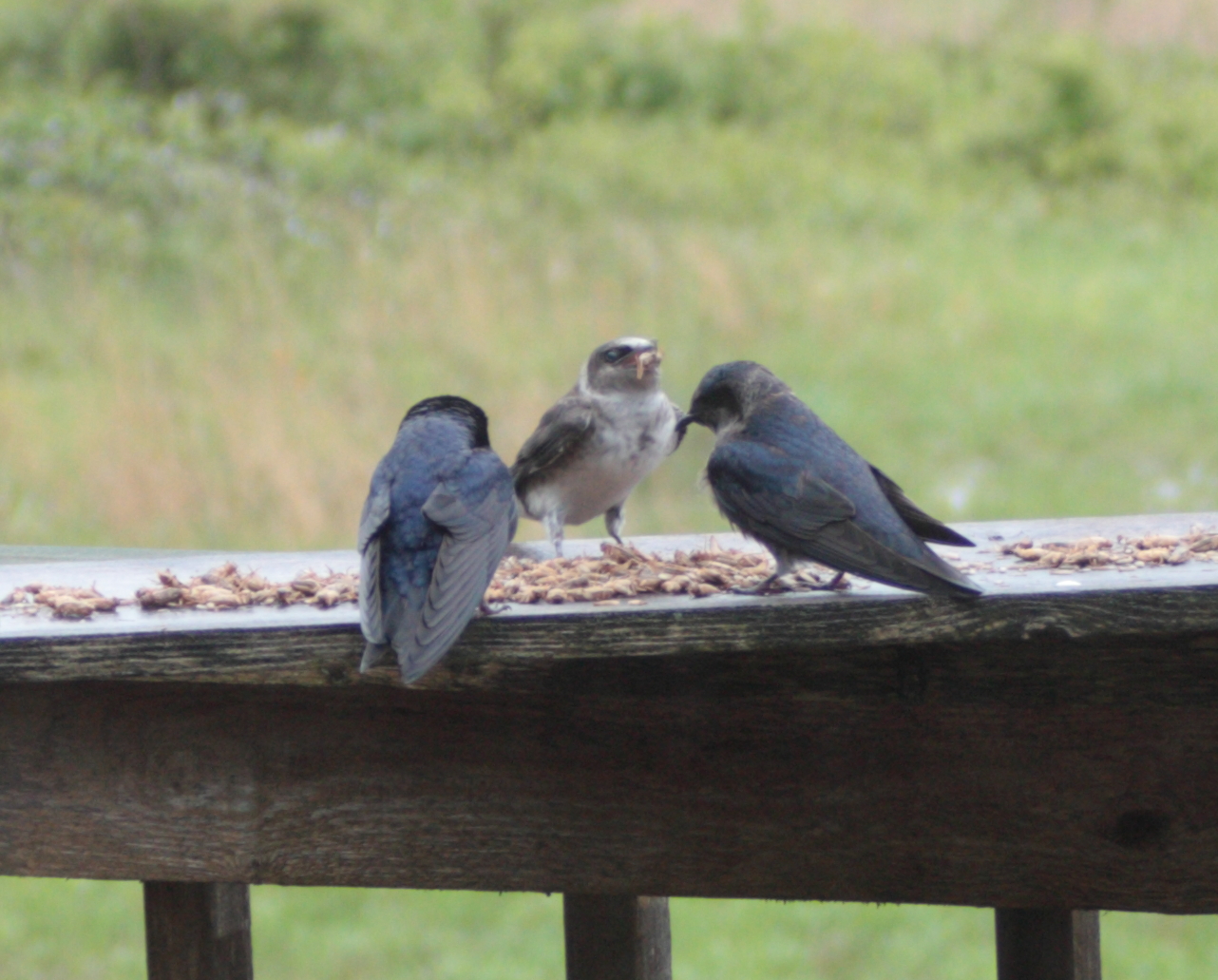 The Birds & The Bees: Purple Martin Sub-Adults Arrive in Missouri