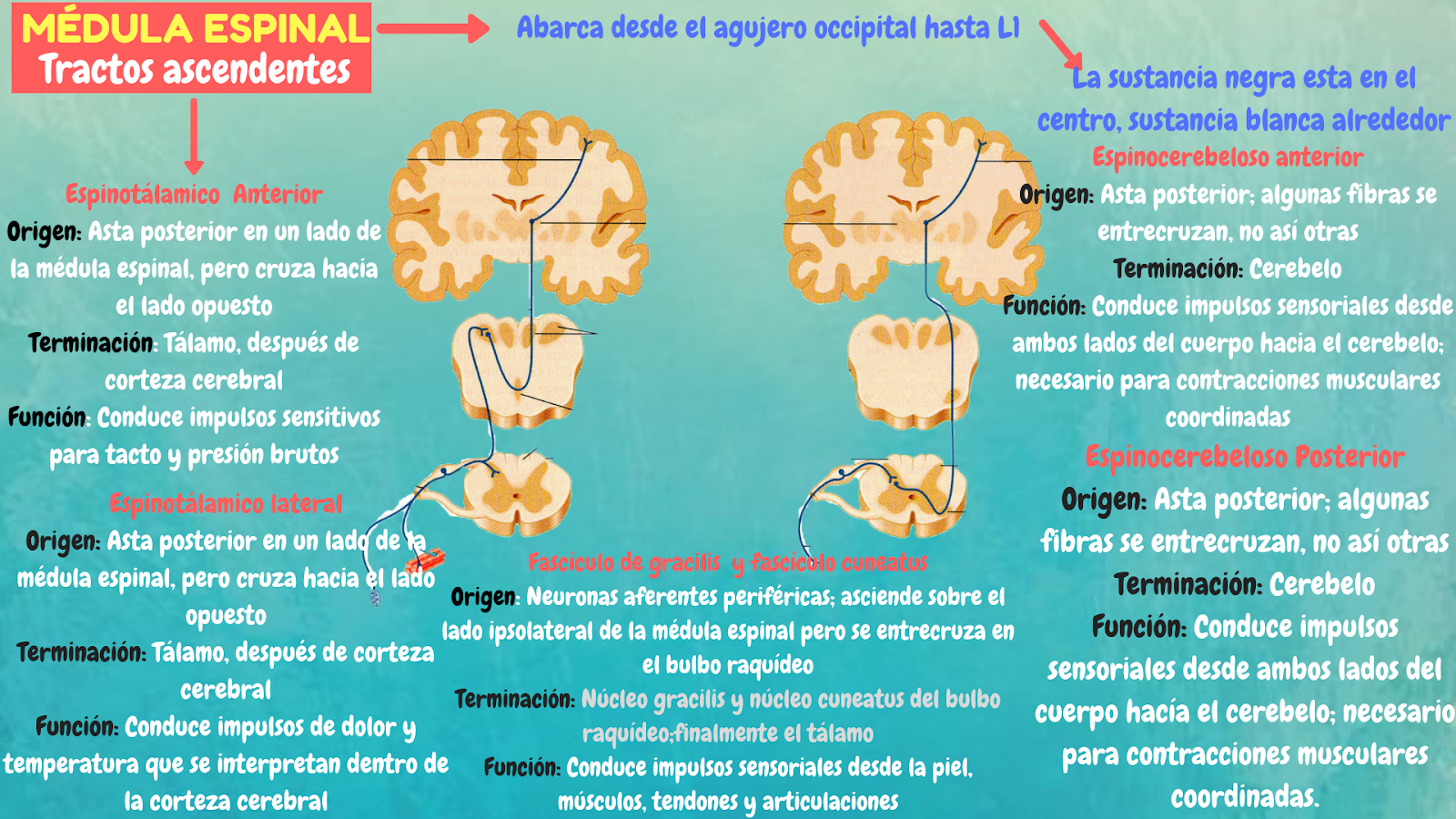MÉDULA ESPINAL- Tractos ascendentes