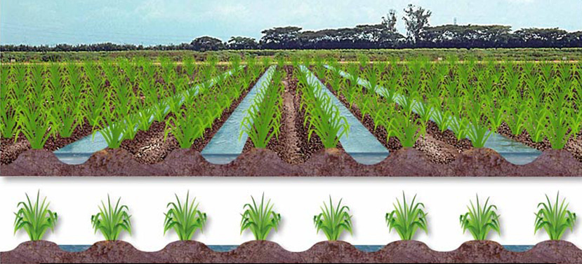 El Riego y Sus Métodos