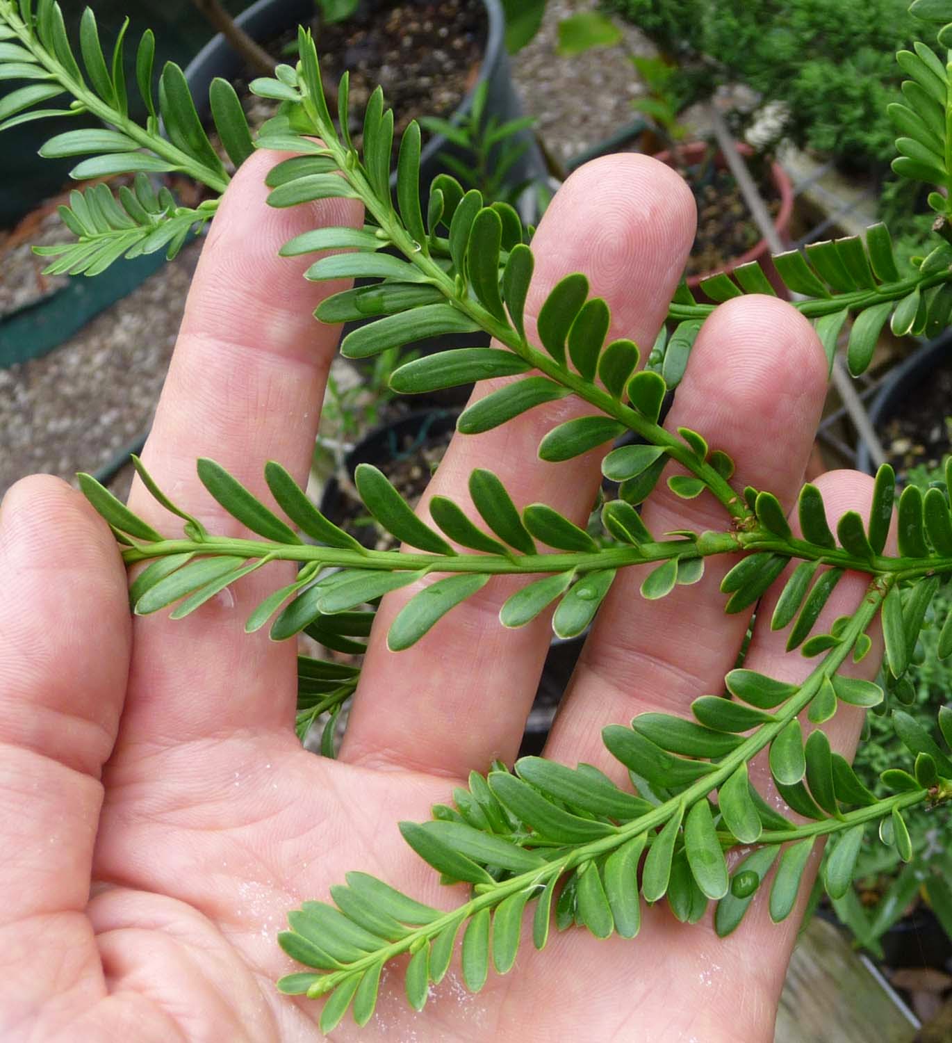 Stephen Cullum's Bonsai & Pottery: Post 187 Australian conifer species