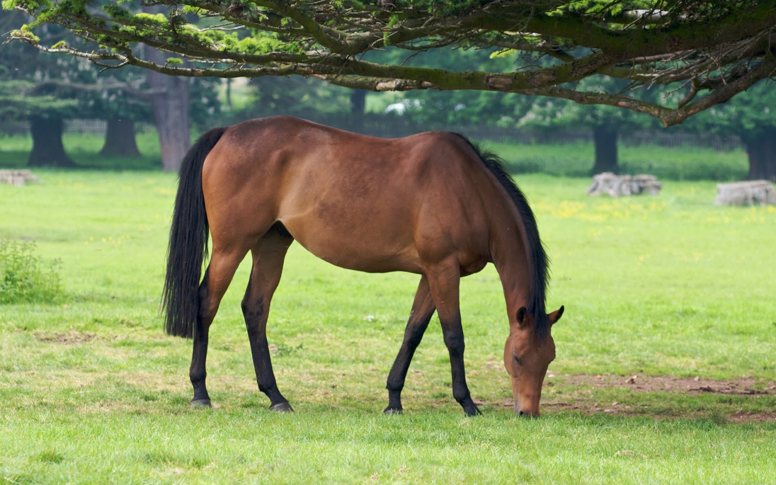 IMAGENES DE CABALLOS: IMAGEN CABALLO MARRON PASTANDO