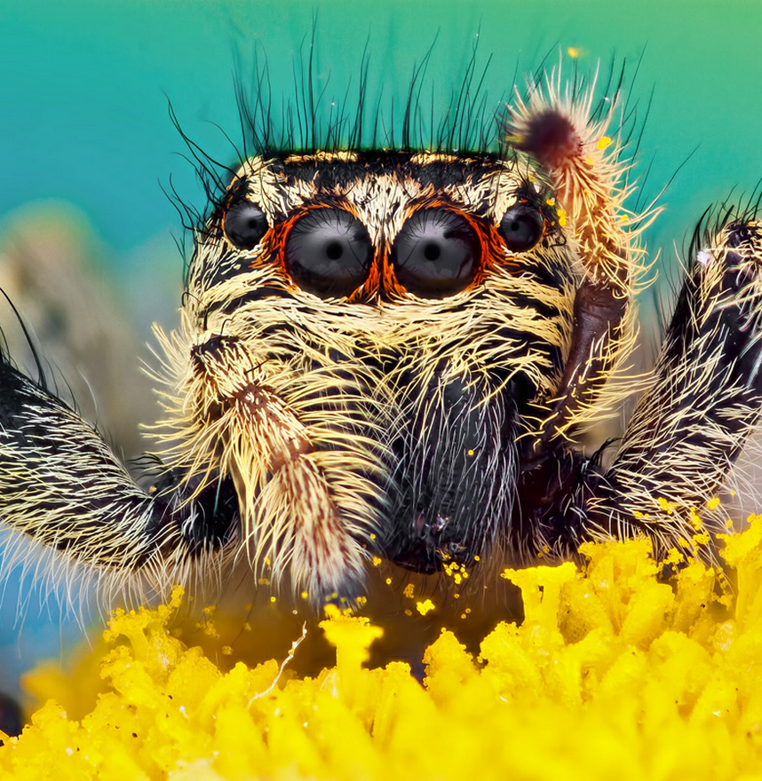 BEAUTY OF WILDLIFE: Real and Rare Photos Stock Of Insect Close Up Of ...