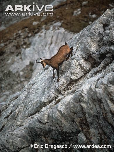 Balkan Lov: DIVOKOZA